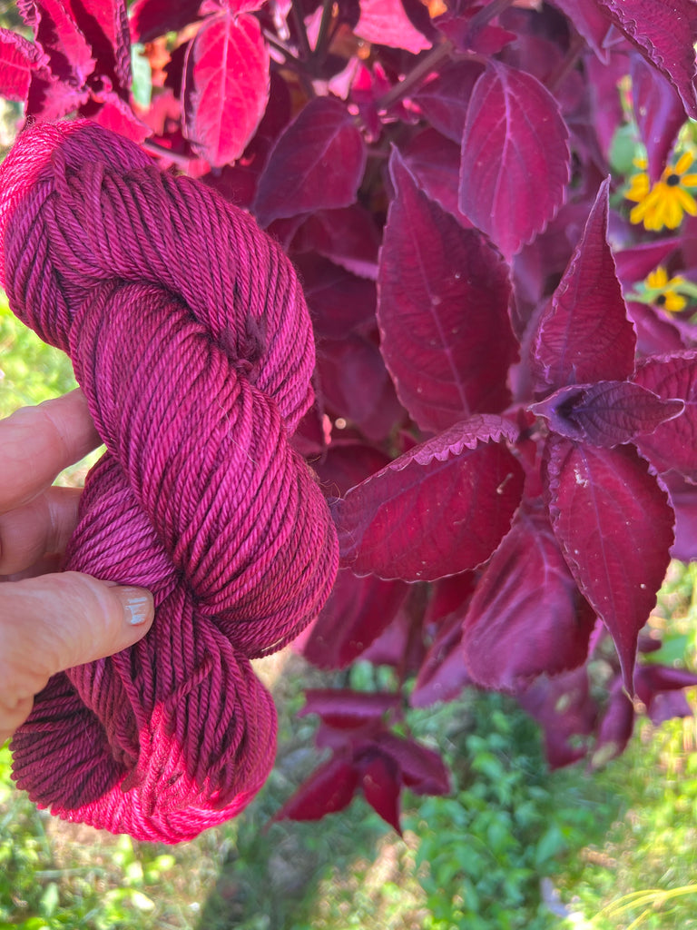 Coleus Colorway – Dancing Leaf Farm